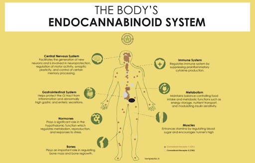 Endocannabinoid System of The Human Body | Ananta Hemp Works