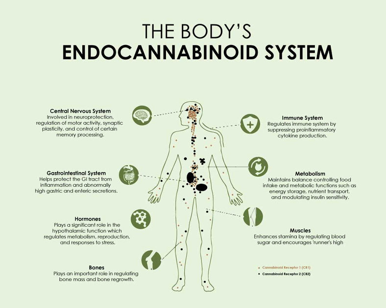 Hemp And The Endocannabinoid System - Ananta Hemp Works